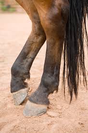 cavalo-manco - Cavalus