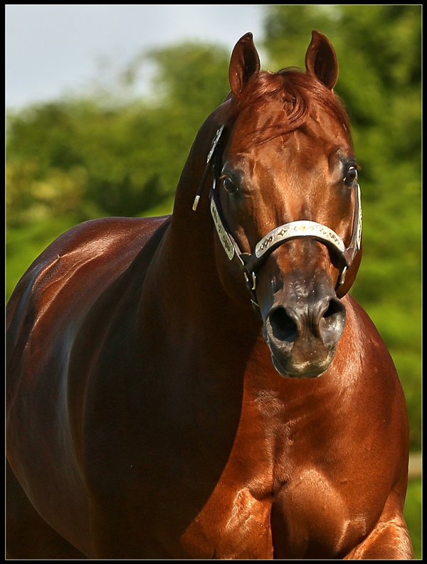 Acoolest garanhão destaque na Conformação - Cavalus
