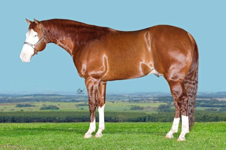 A Son Ofa Gunner - expectativa para a estreia de sua produção no Brasil ...