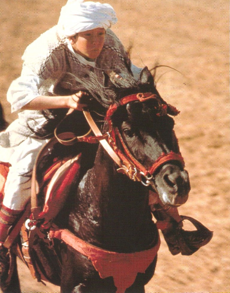 O Regresso do Corcel Negro - Cavalus