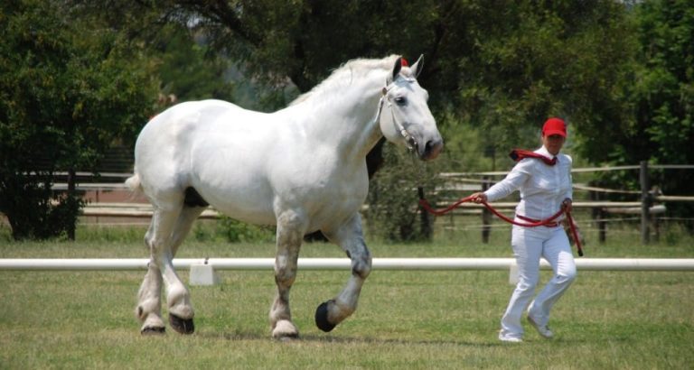 Percheron, uma raça francesa originária da atual comuna de Perche - Cavalus