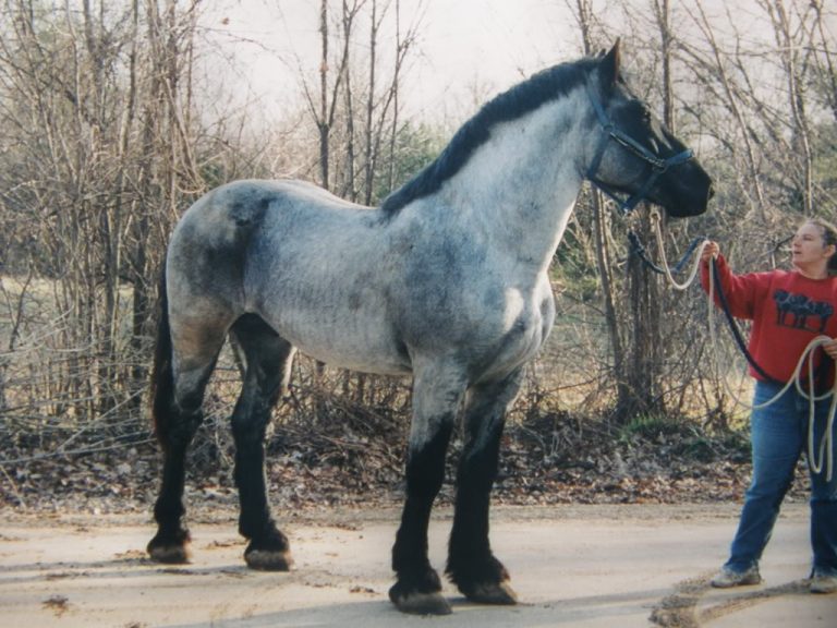 Percheron, uma raça francesa originária da atual comuna de Perche - Cavalus