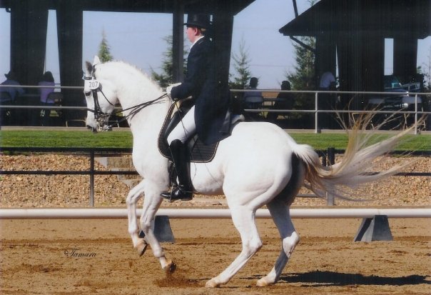 Anglo-Árabe: o mais bem-sucedido cruzamento de duas raças puras - Cavalus