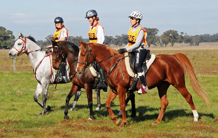 Anglo-Árabe: o mais bem-sucedido cruzamento de duas raças puras - Cavalus