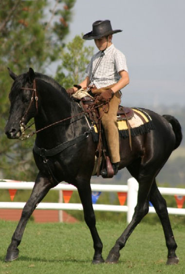 Boerperd o cavalo símbolo da África do Sul - Cavalus