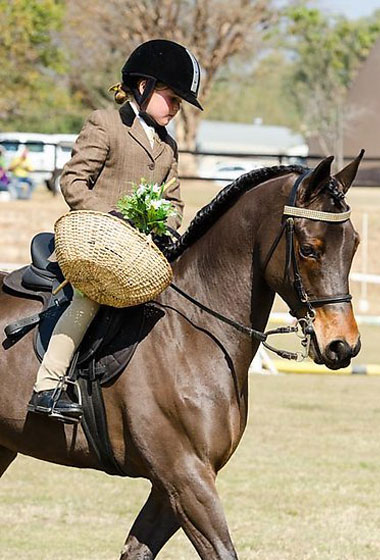 Boerperd o cavalo símbolo da África do Sul - Cavalus