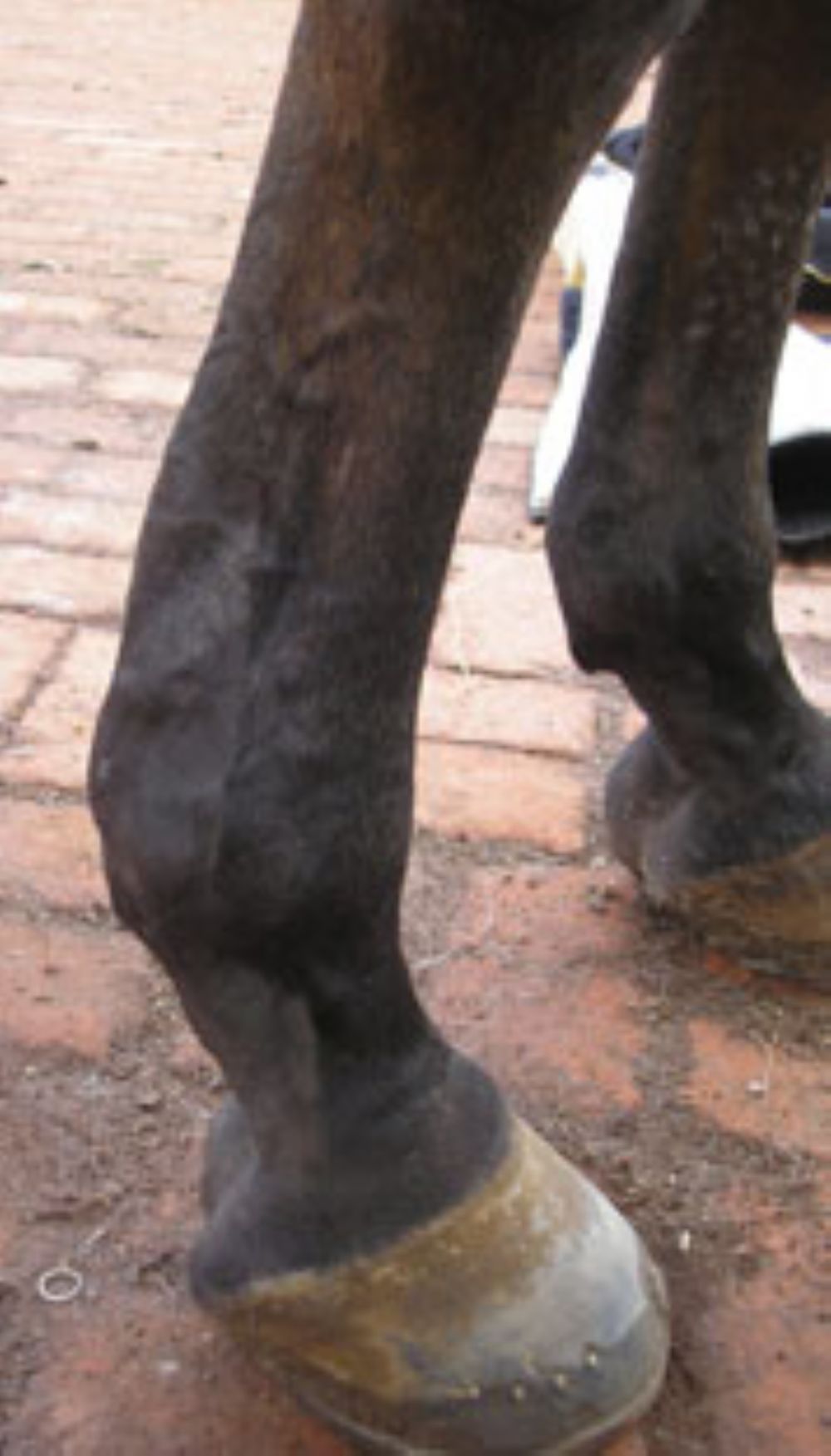 Tendinite em Equinos 02 - Cavalus