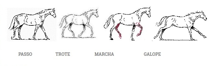 Dinâmica de Locomoção Equina - Cavalus