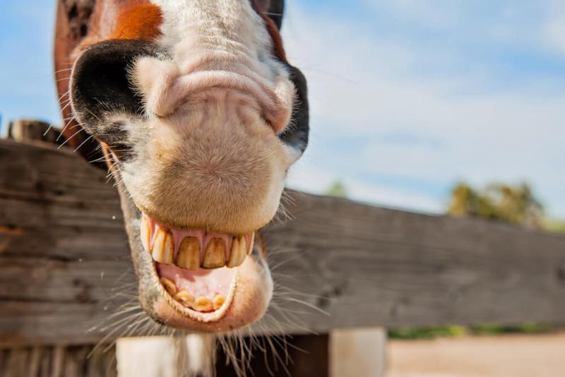 Odontologia equina - Dentição dos cavalos - Cavalus