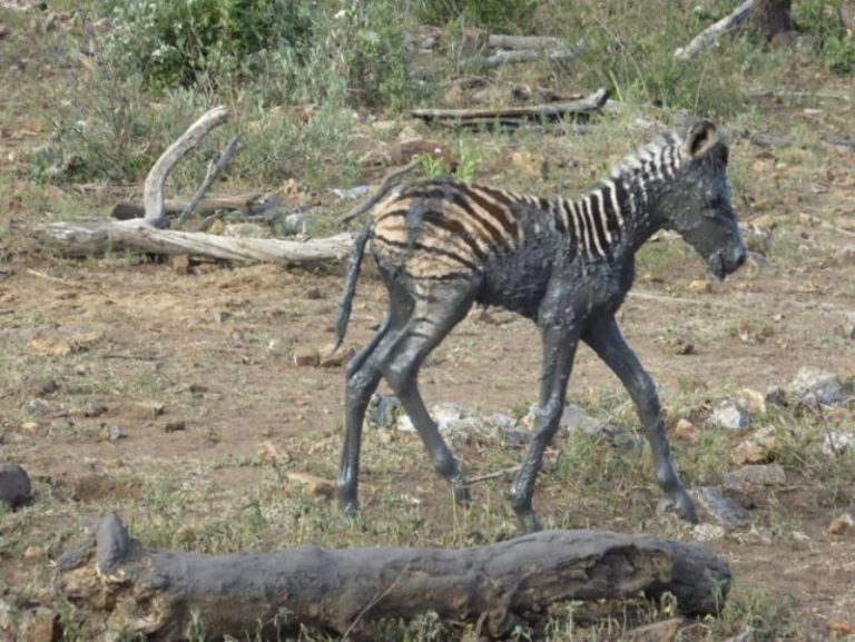 Filhote zebra resgatado de um atoleiro - Cavalus