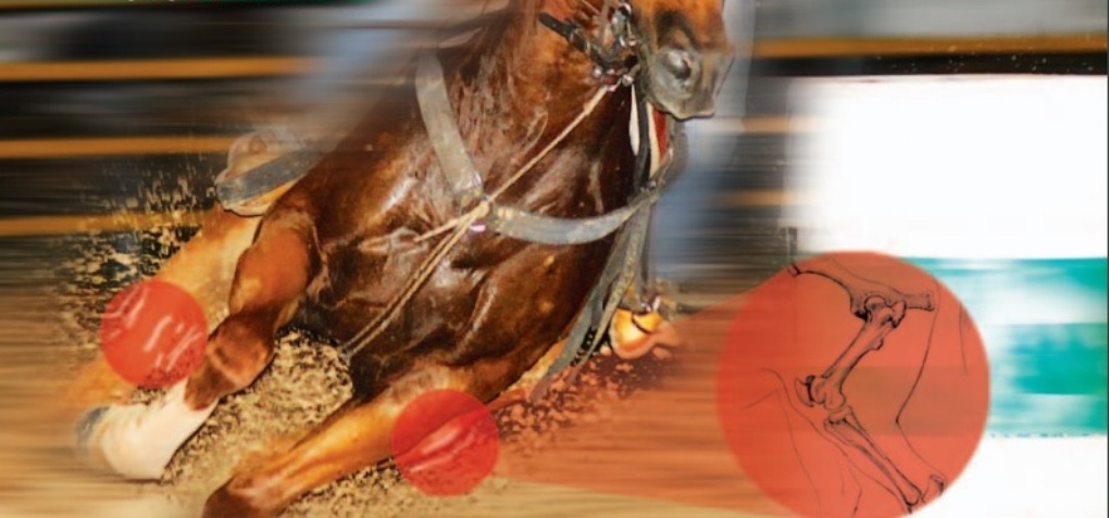 Afecções dos joelhos em equinos - Cavalus