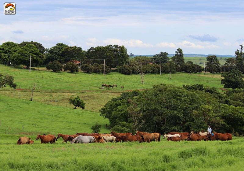 Bauru Caruana 1 - Cavalus