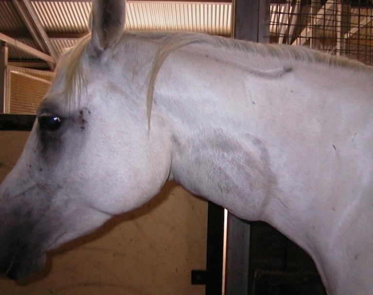 Tromboflebite Jugular Equina - Cavalus