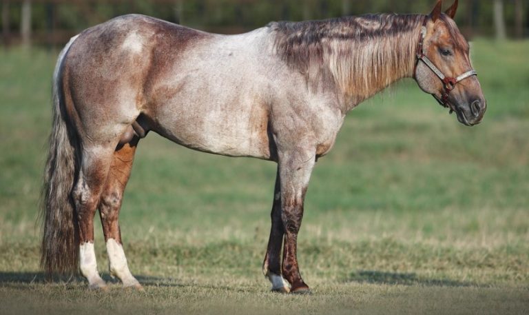 Garanhão Metallic Cat é agora o melhor filho da lenda High Brow Cat ...