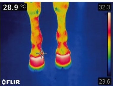 Termografia como método diagnóstico na medicina equina 03 - Cavalus