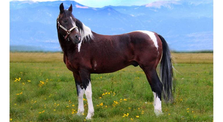 Color Me Smart entrará para o Hall da Fama da APHA - Cavalus