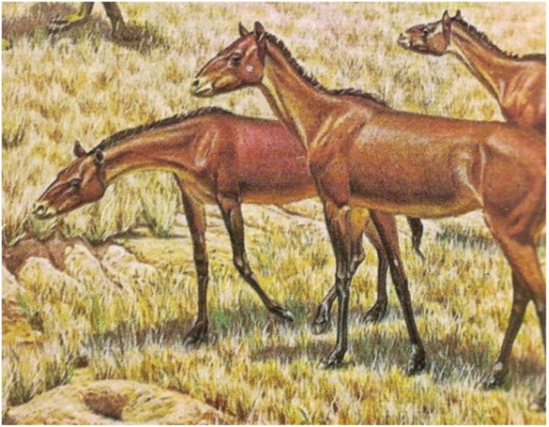 Uma breve história da evolução do ser equino - Cavalus