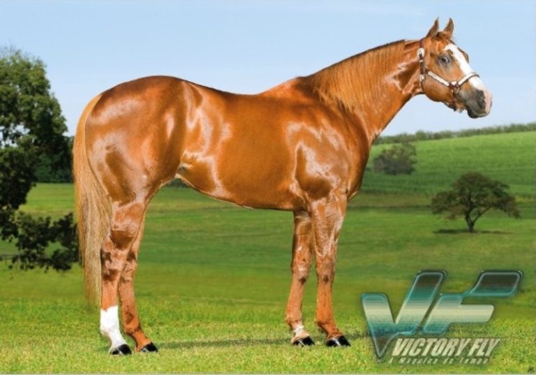 Victory Fly VM e Miss Fortunes Fool no topo do ranking ABQM - Cavalus