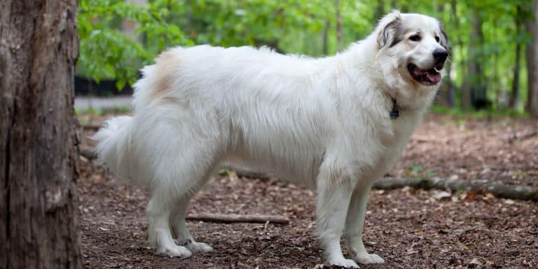 Top 3 das melhores raças de cães de guarda - Cavalus