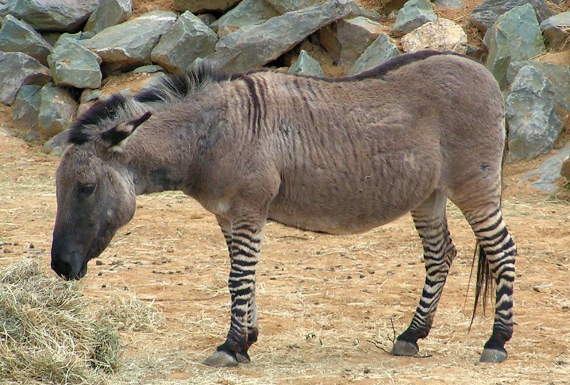 Você sabe o que é um Zebróide 2 - Cavalus