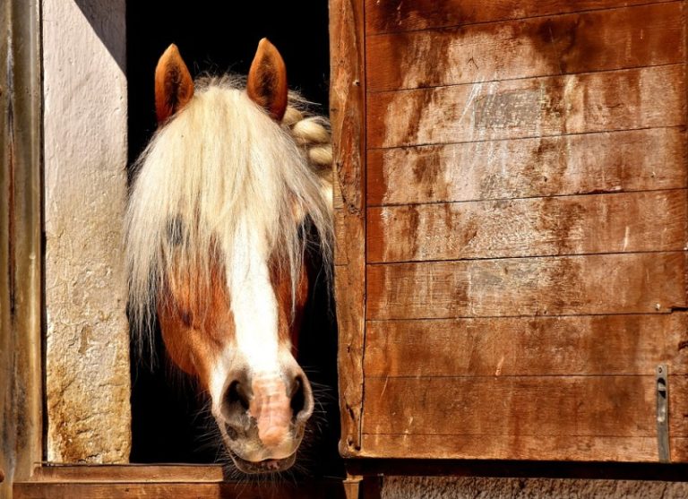 Nível de poeira dentro da cocheira onde ficam os cavalos - Cavalus