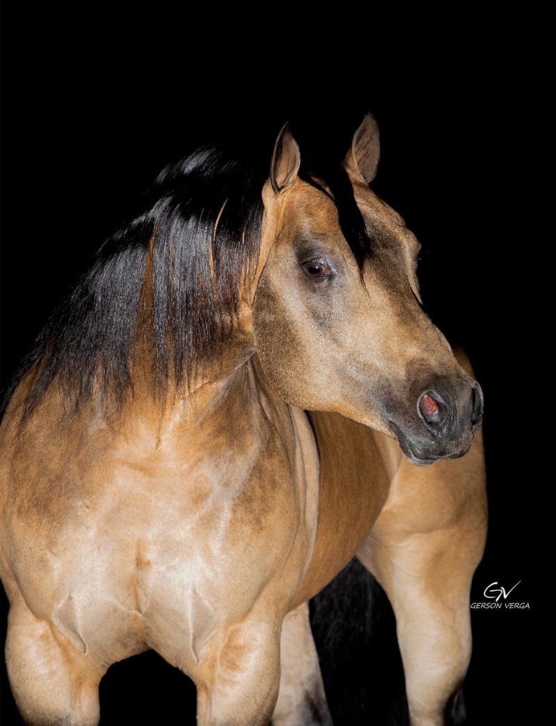 Dual Patron_Haras Império - Cavalus