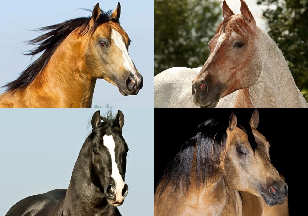 Do melhor pedigree de trabalho: conheça o time de garanhões do Haras ...