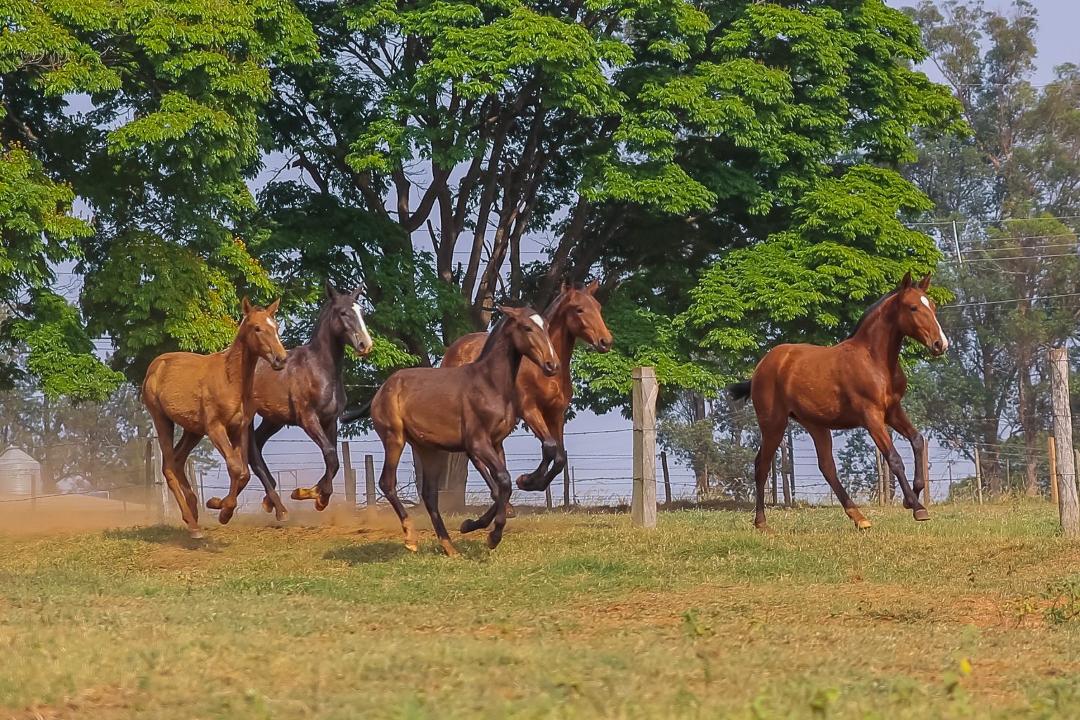 Saiba o que é transmissão da imunidade passiva em potros recém-nascidos
