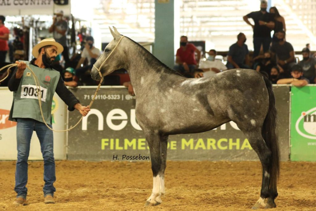 Saiba tudo sobre as provas de marcha do Mangalarga Marchador