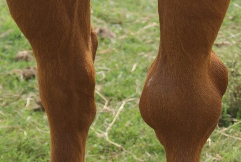 Doenças Ortopédicas do Desenvolvimento em equinos - Cavalus
