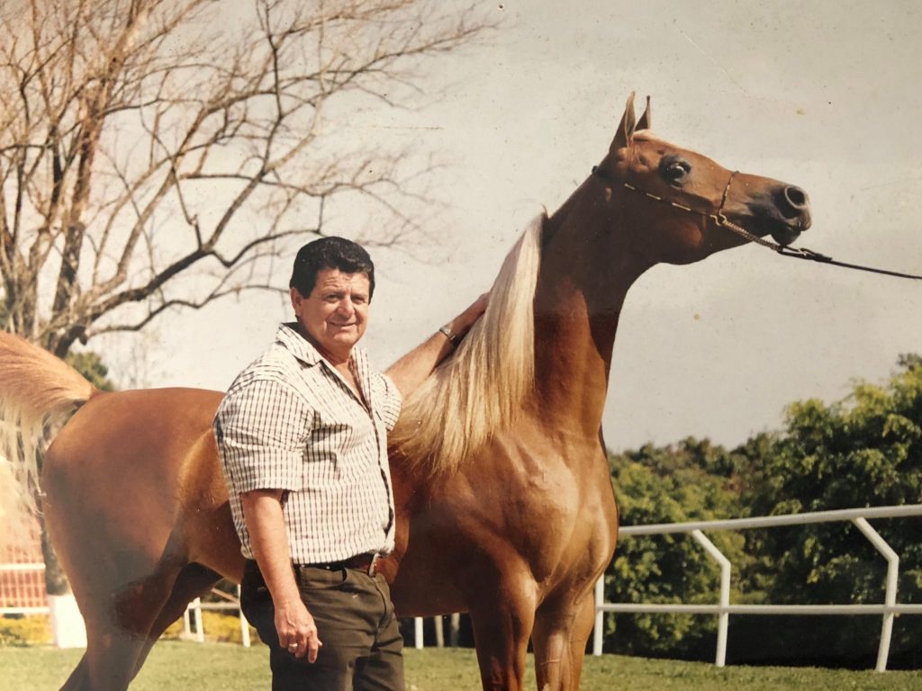 Haras Morab: há 32 anos se dedicando na criação do cavalo Árabe