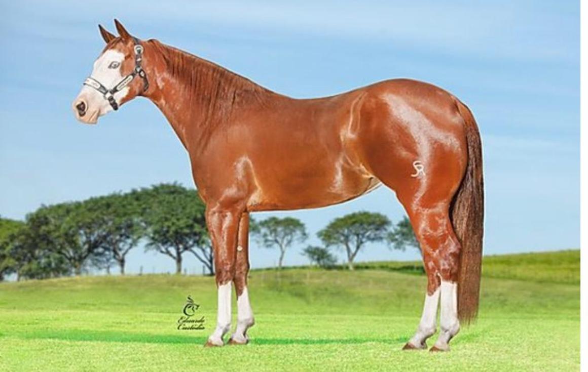 Exclusividade do Paint Horse é expressa em sua pelagem - Cavalus