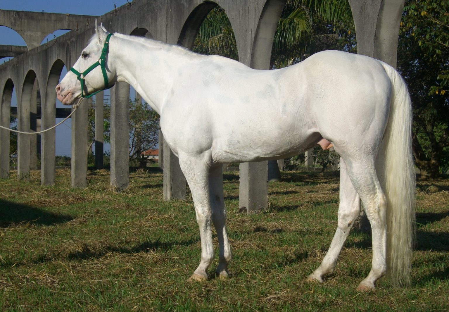 Os exemplares da raça Appaloosa que se destacam nos Três Tambores