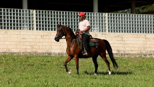 Leilão Virtual Haras JM e Convidados oferta uma seleta genética do ...