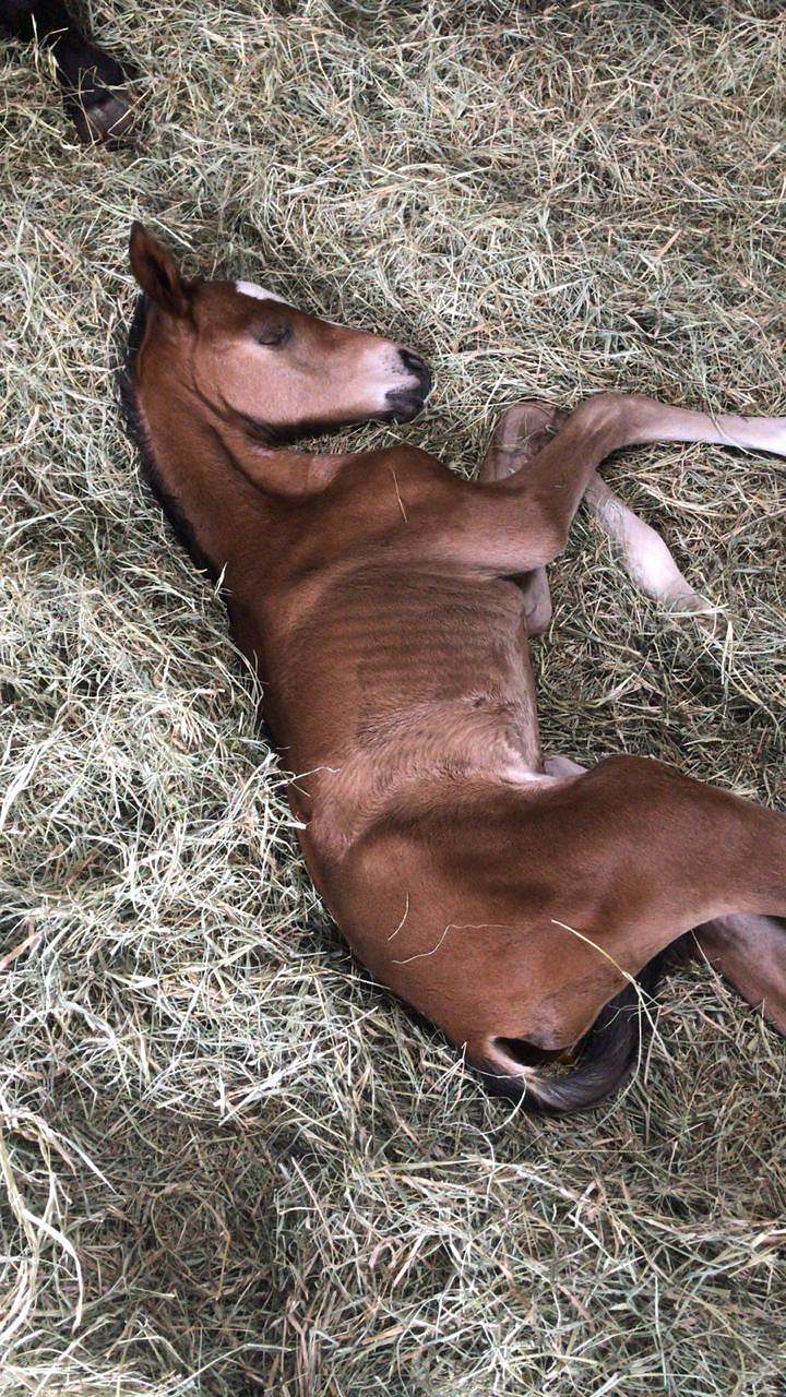 Importância do volumoso na dieta dos equinos - Cavalus