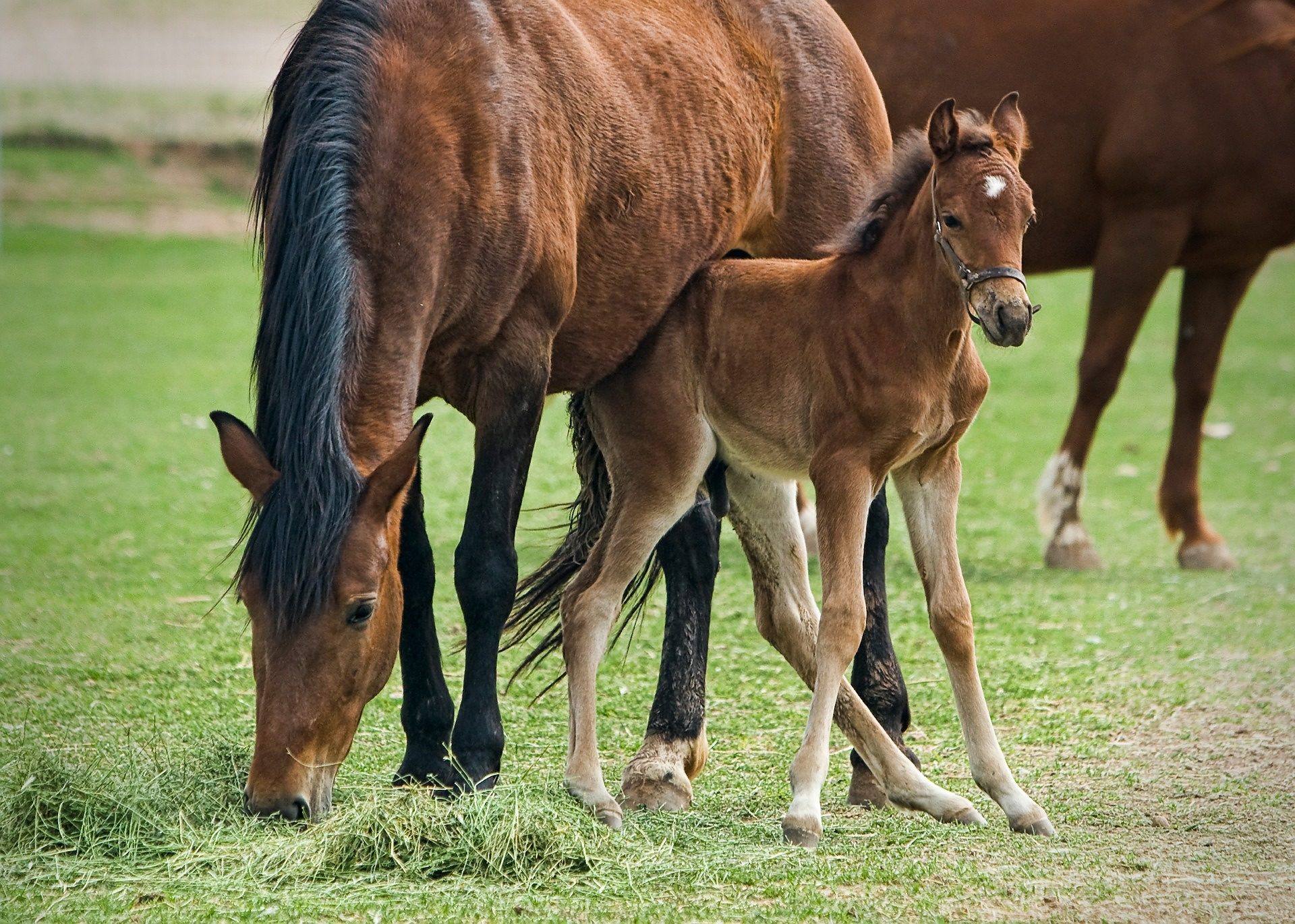 Veja cavalos de raça que são incomuns e de rara beleza - Cavalus