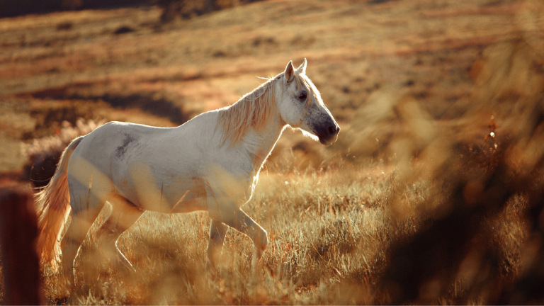 Kiger Mustang é a raça de cavalo mustang do Spirit - Cavalus