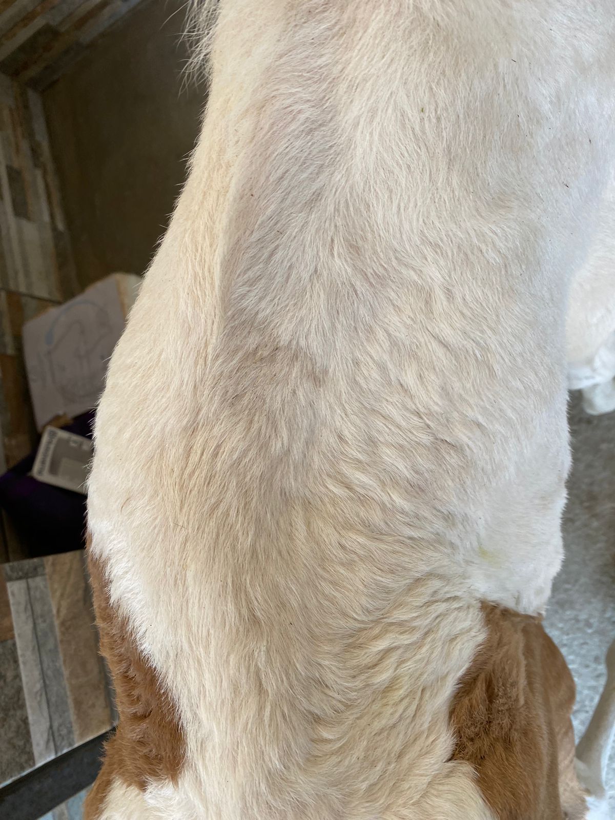 O que é garrotilho equino e como tratar - Cavalus