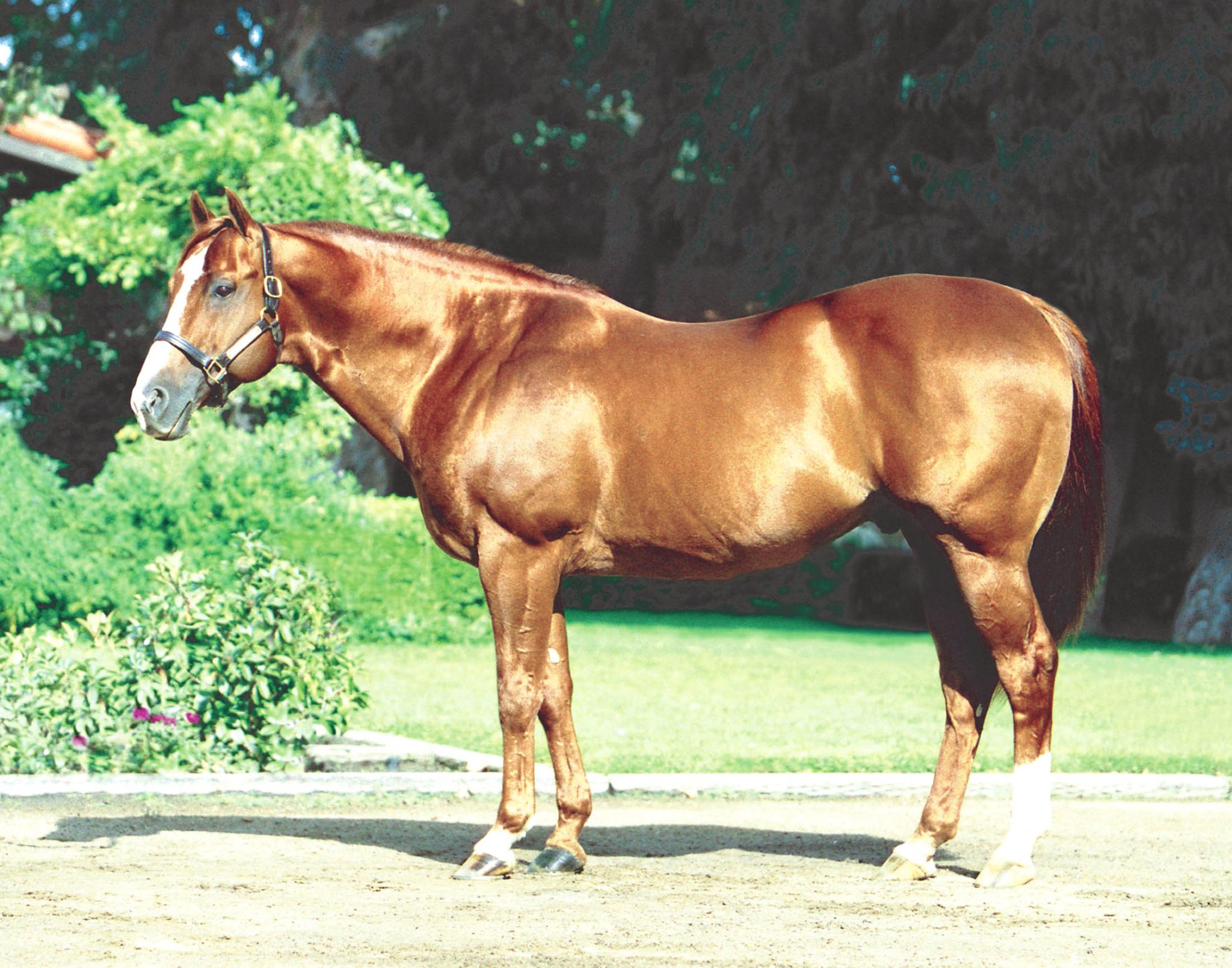 10 habilidades de equitação que todo cavaleiro deve conhecer - Cavalus