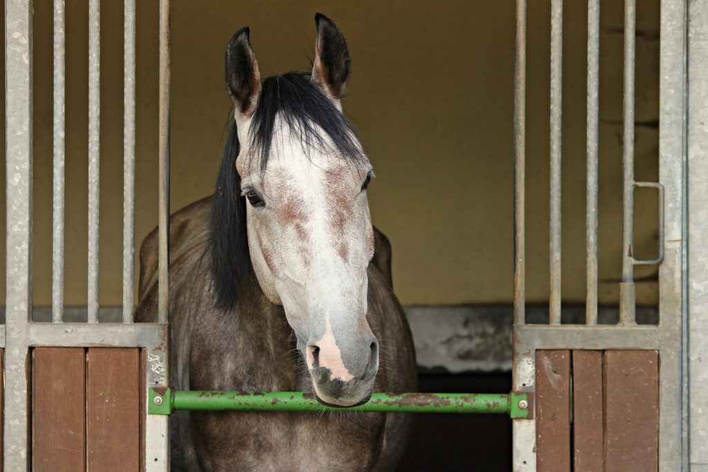 Como realizar a venda de animais com garantia de recebimento? - Cavalus