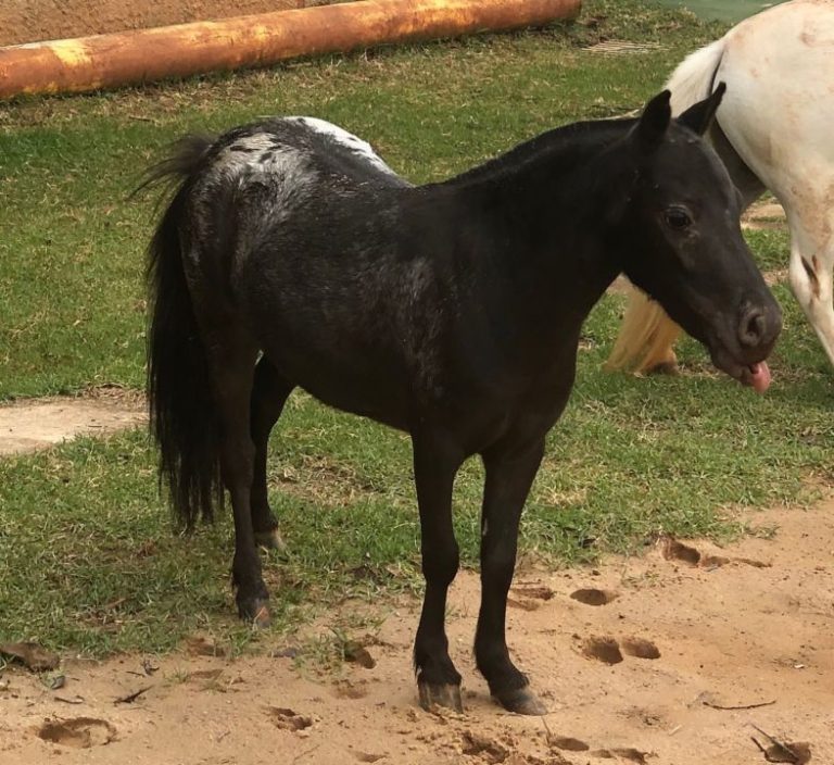 Gypsy Vanner é grande na altura e na docilidade - Cavalus