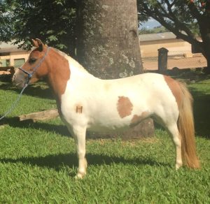 Gypsy Vanner é grande na altura e na docilidade - Cavalus