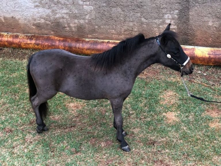 Gypsy Vanner é grande na altura e na docilidade - Cavalus
