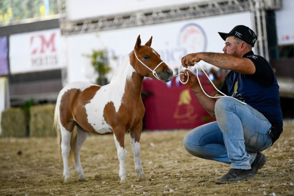 Ardennes horse é uma raça antiga e muito usada para trabalhos pesados ...