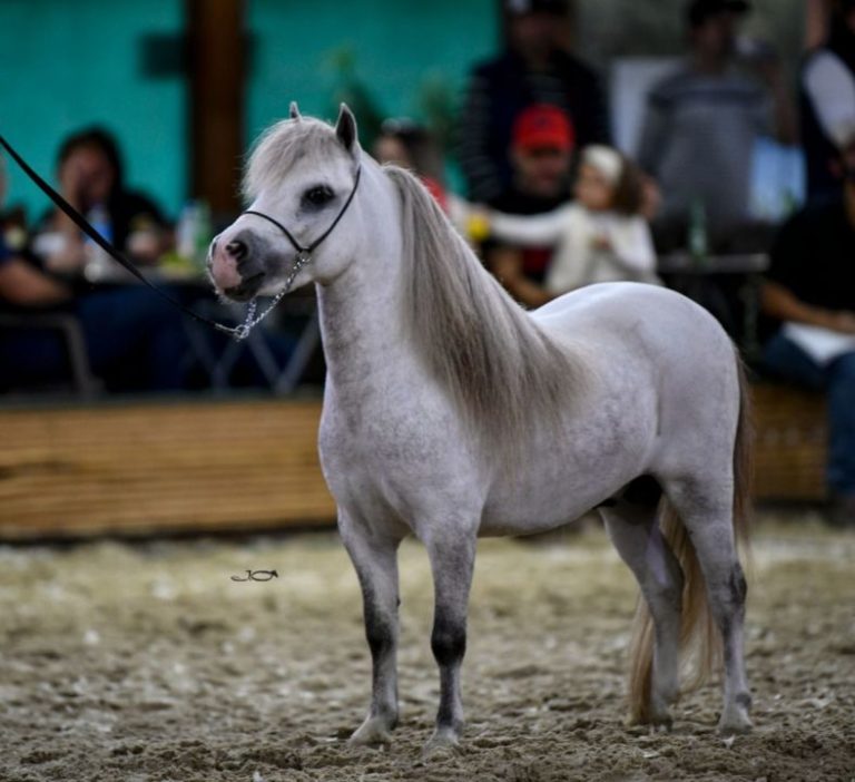 Ardennes horse é uma raça antiga e muito usada para trabalhos pesados ...
