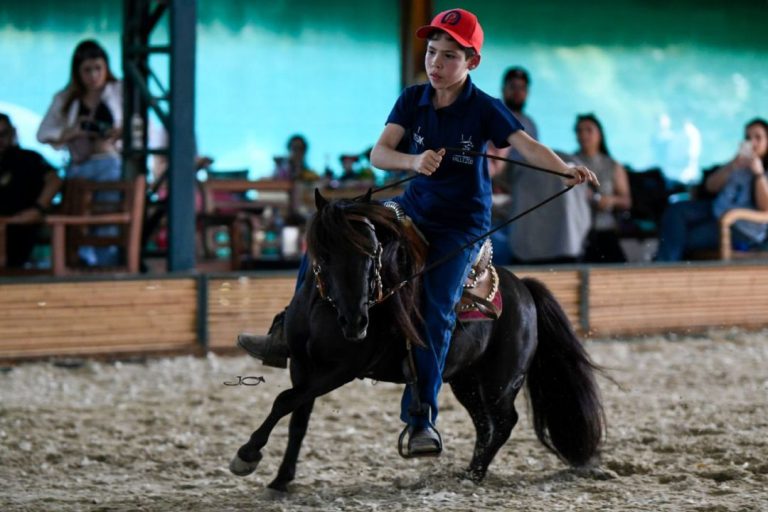 Gypsy Vanner é grande na altura e na docilidade - Cavalus
