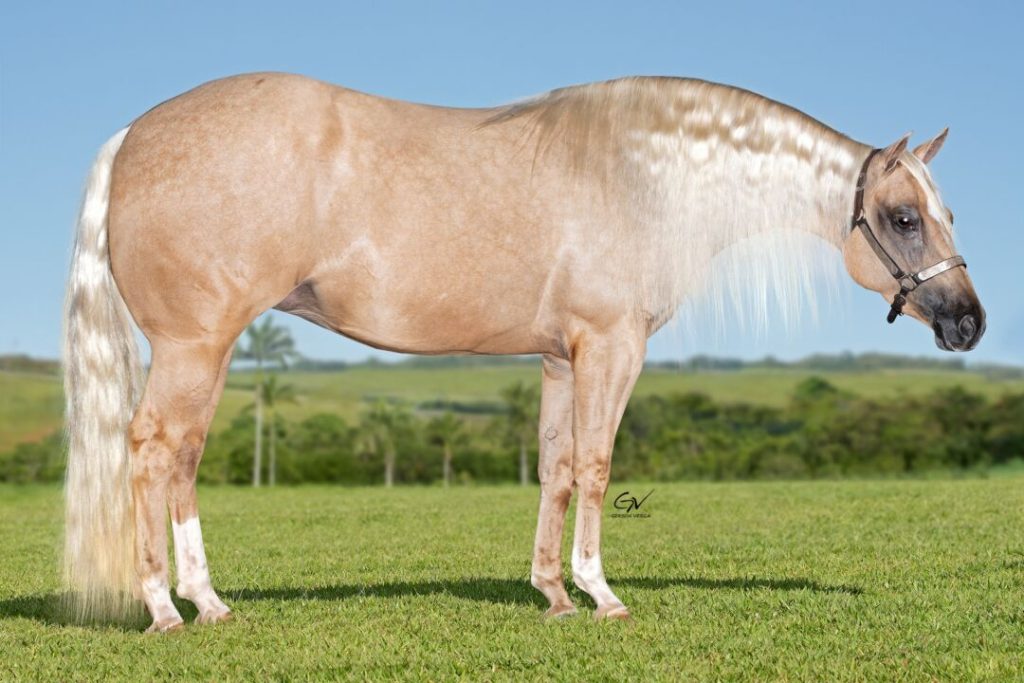 2º Leilão Prime Horse apresenta o que há de melhor na genética do ...