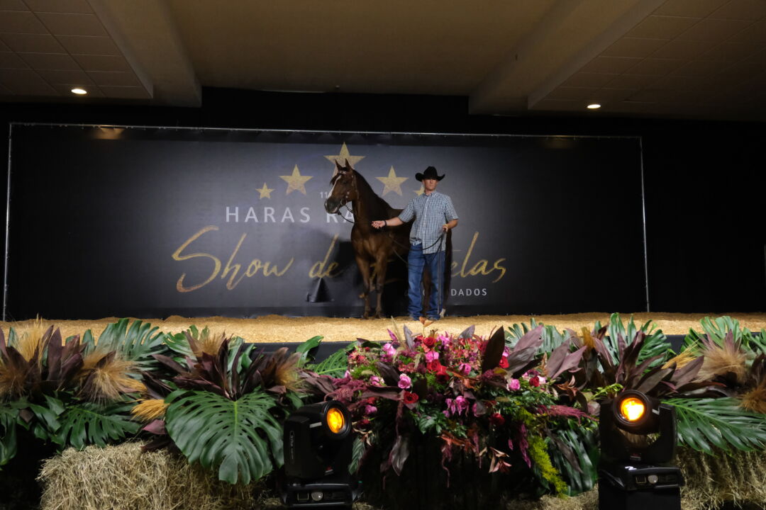 Disputas lote a lote marcam o 11º Leilão Show de Estrelas do Haras Raphaela