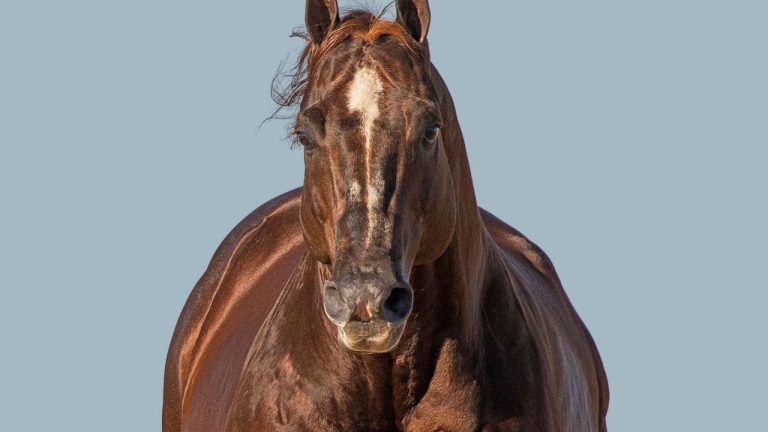 Listas de ‘Melhores Reprodutores’ da raça Quarto de Milha têm novo ...