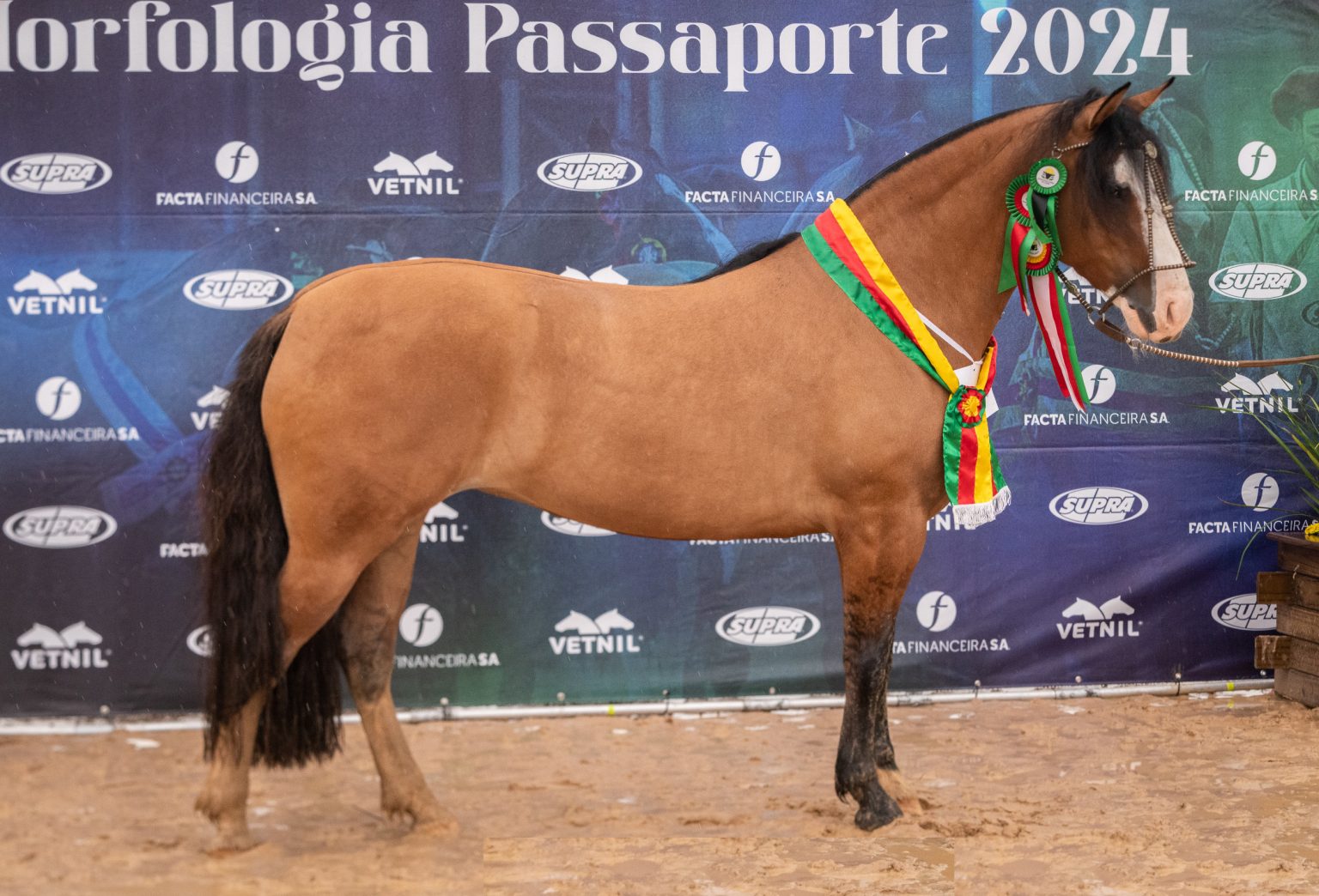 Pato Branco passaporteia mais oito Cavalos Crioulos para a Final na ...